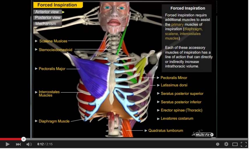 Understanding How You Breathe -Kinetic Inquiry